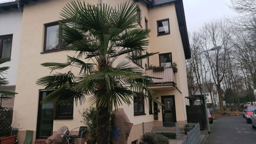 Wohnung 50 m² 700 € zur Miete Ludwig- Ruppel- Str. xx,Bonames,Frankfurt ...