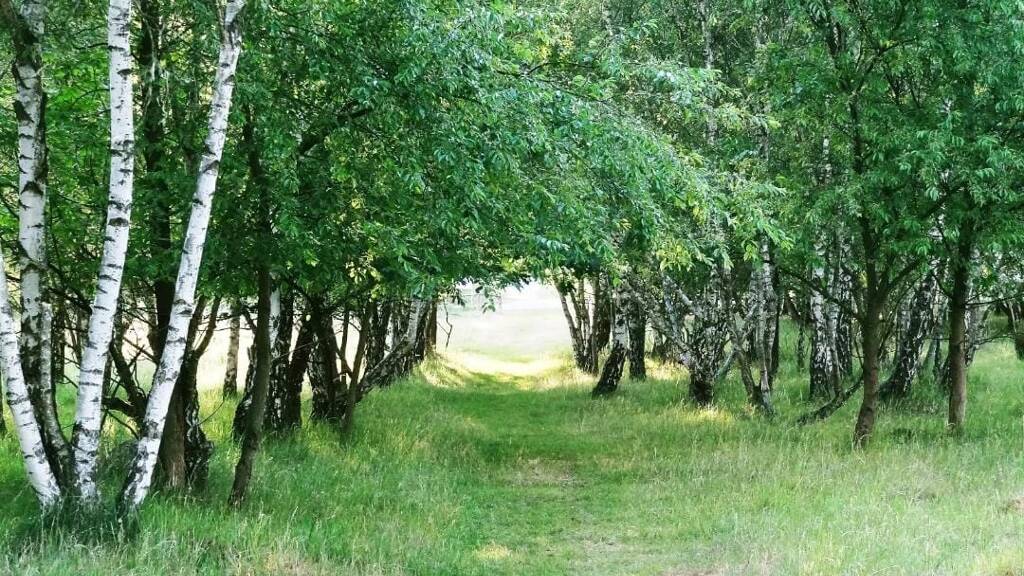 Wohnung 48 m² 179000 € zum Kauf Karow,Berlin (13125)