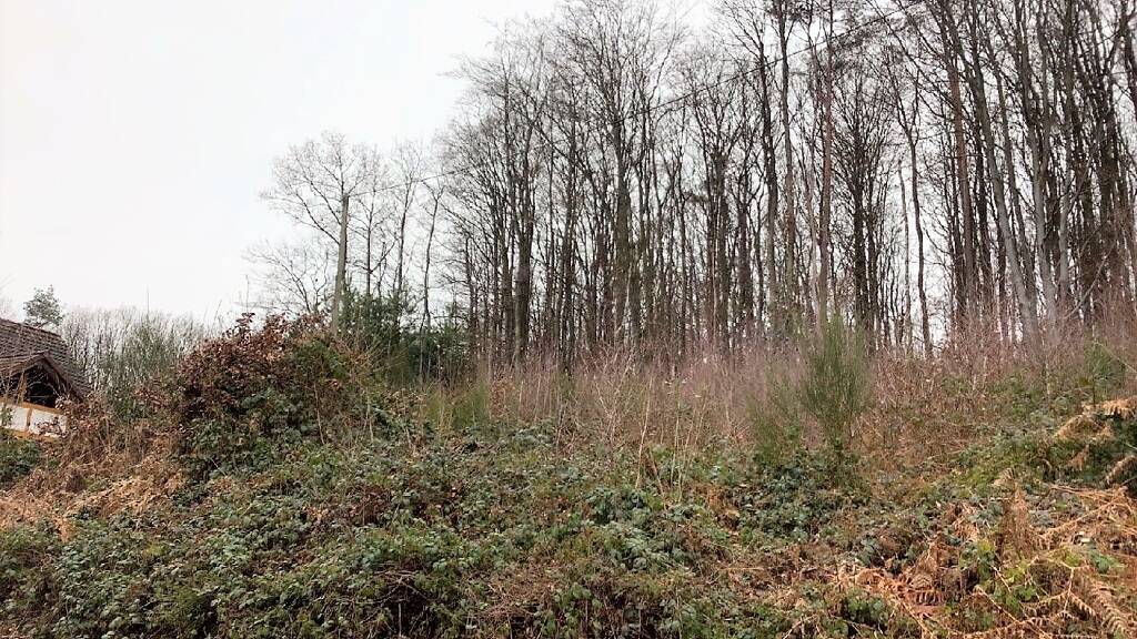 Grundstück 65000 € zum Kauf Forst,Forst (57537)